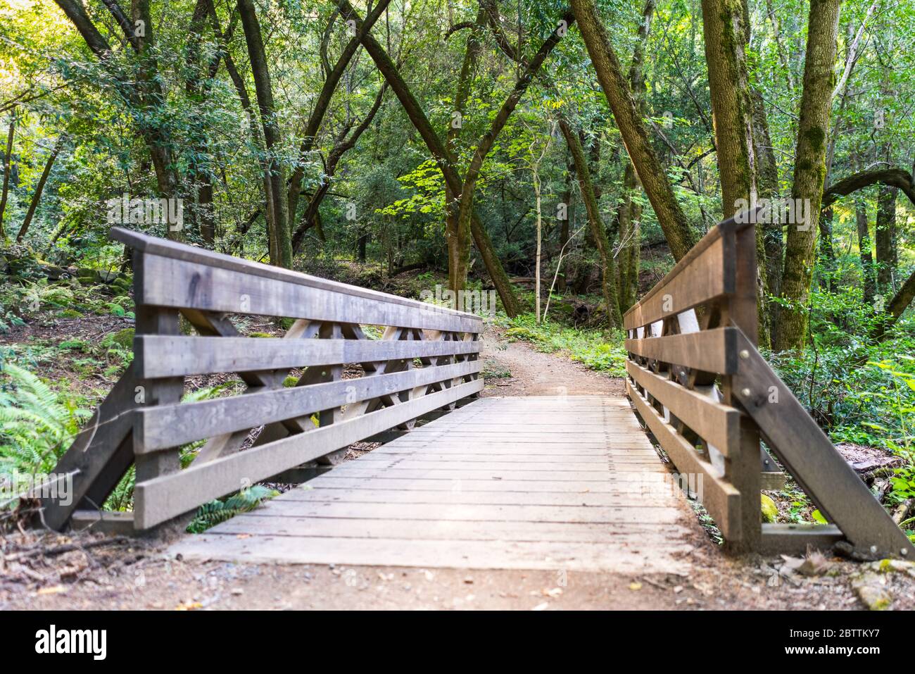 Wooden bridge on a hiking trail in the forests of Santa Cruz mountains ...