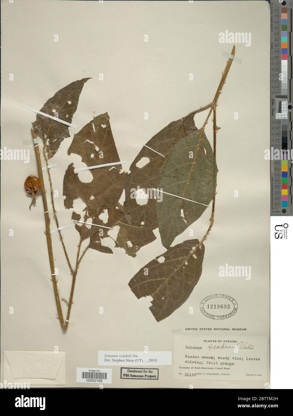 Volubile hi-res stock photography and images - Alamy