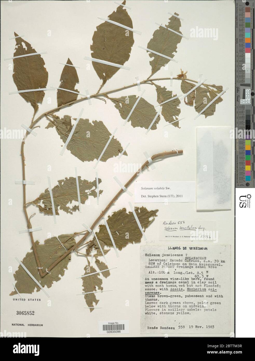 Volubile hi-res stock photography and images - Alamy