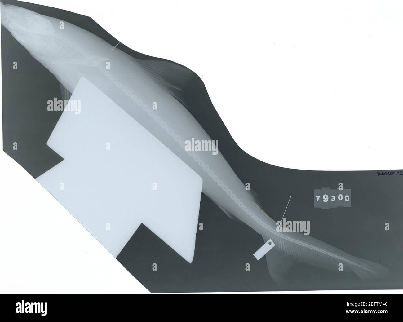 Carcharhinus porosus. 24 Oct 20181 Stock Photo - Alamy