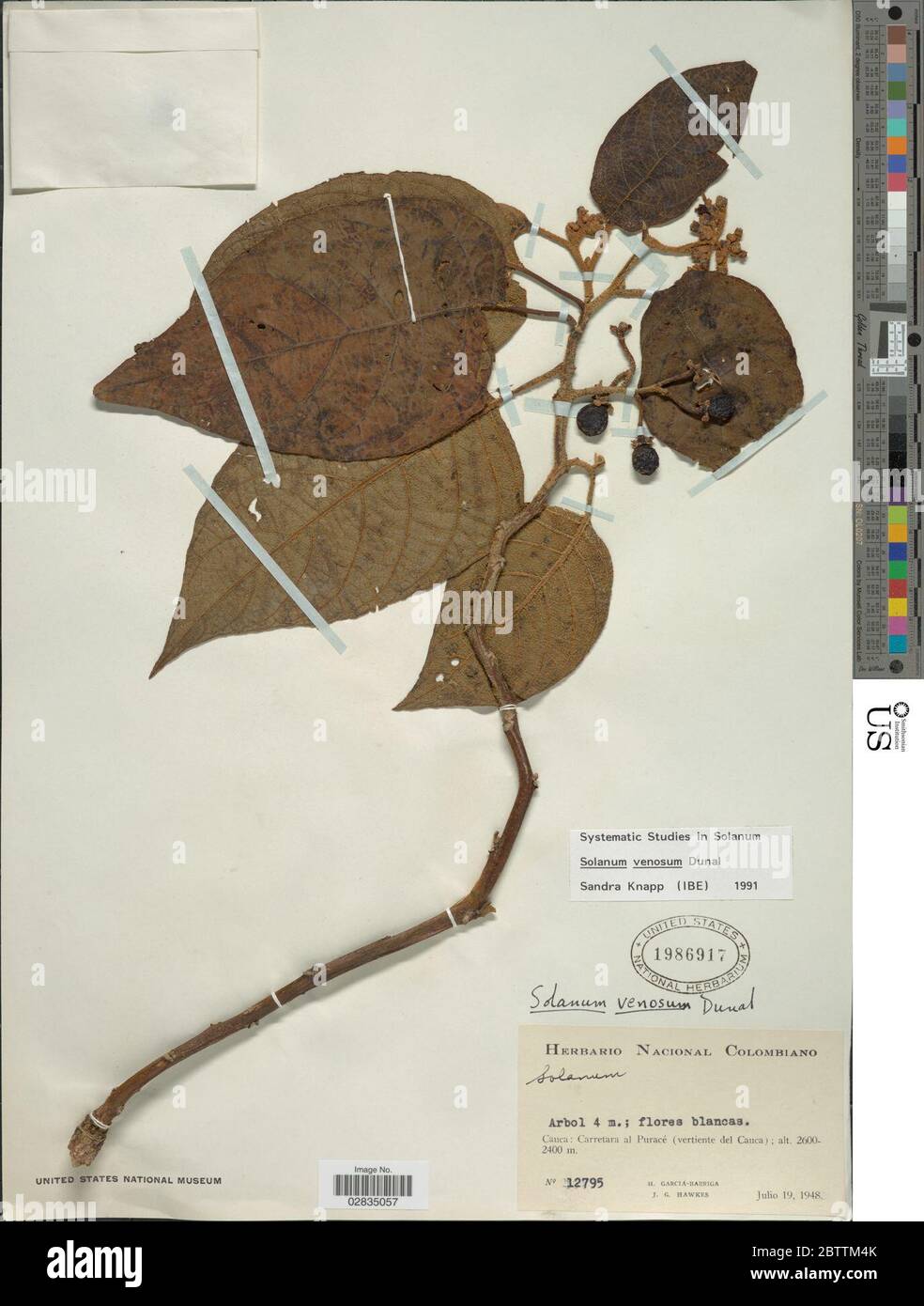 Venosum hi-res stock photography and images - Alamy