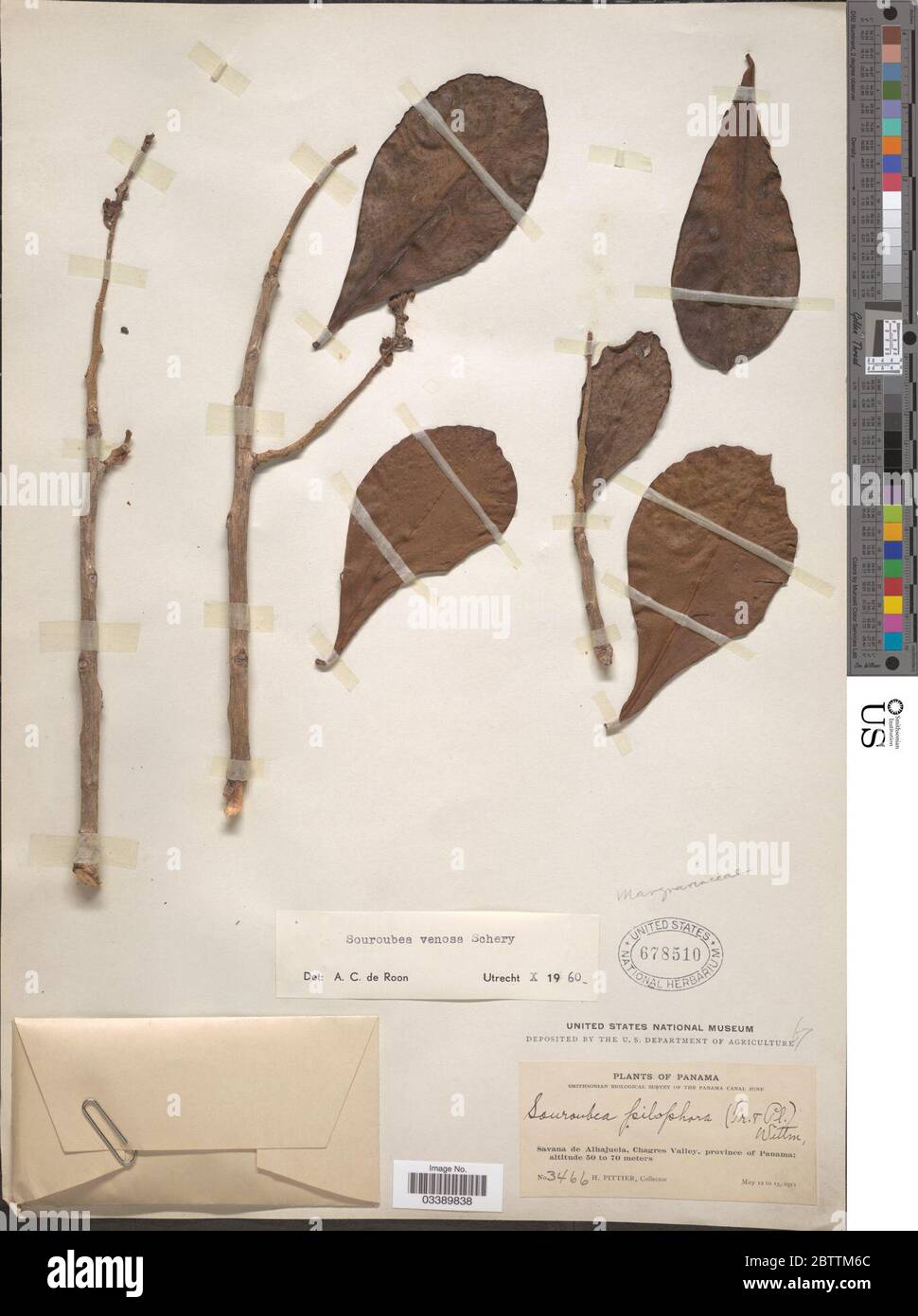 Souroubea venosa Schery Stock Photo - Alamy