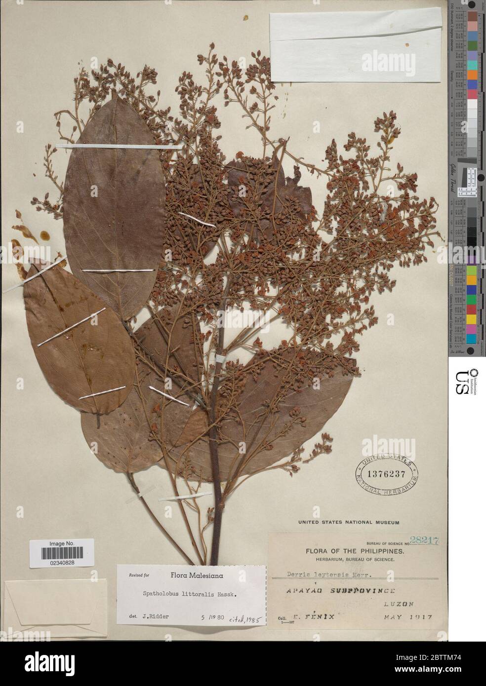 Spatholobus littoralis Hassk Stock Photo - Alamy