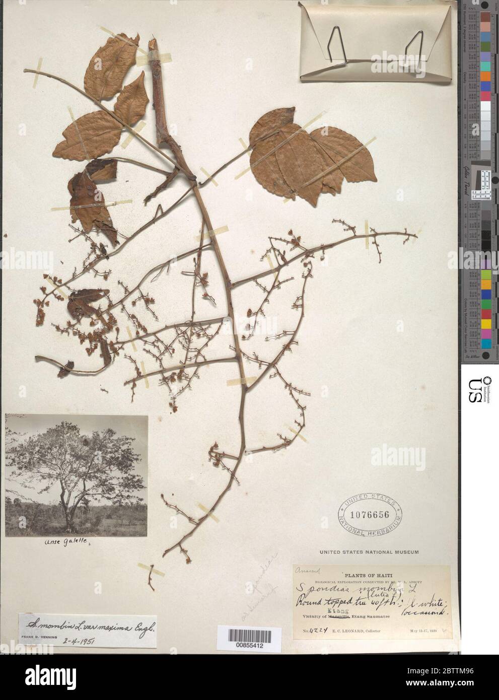 Spondias mombin l hi-res stock photography and images - Alamy