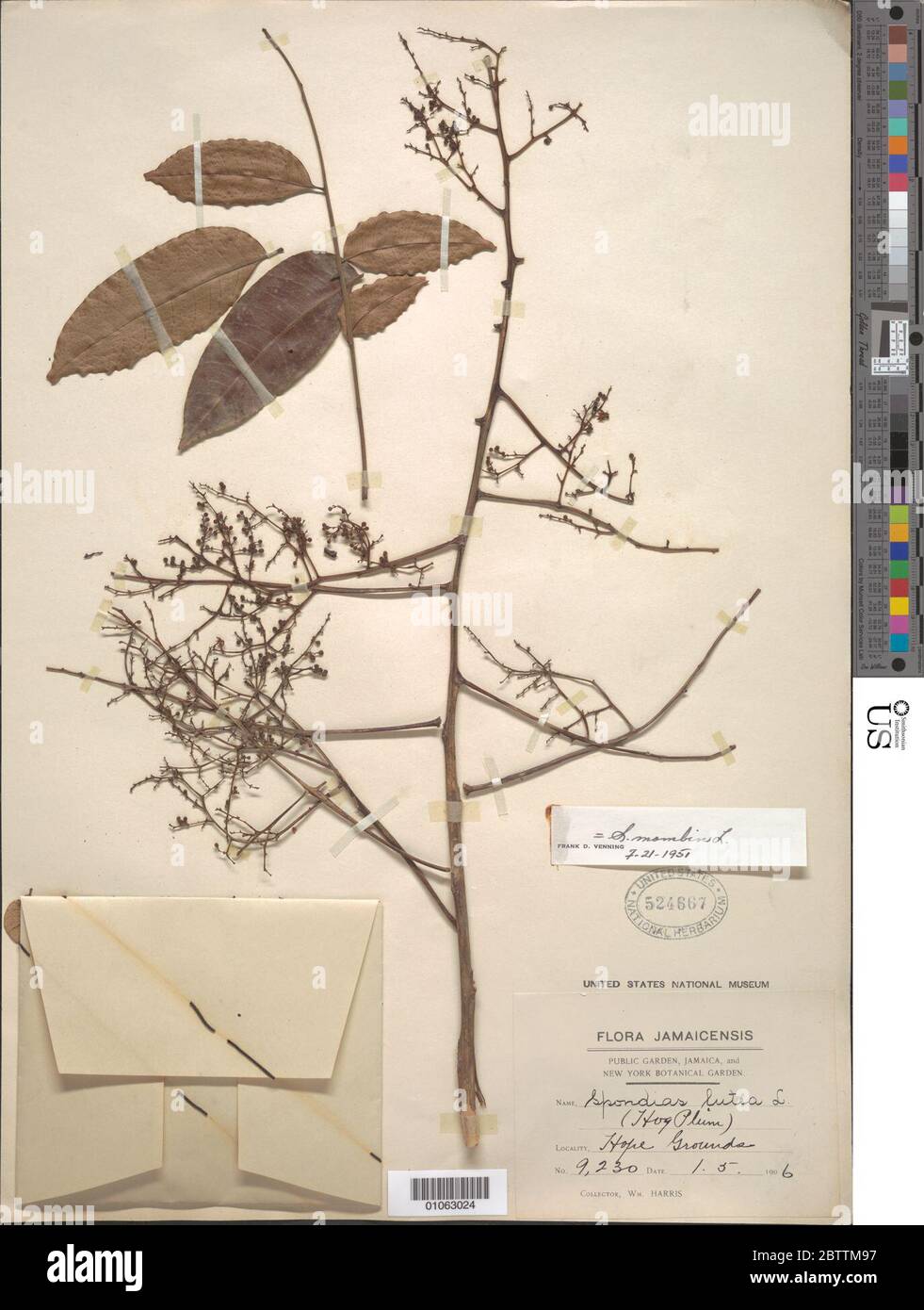 Spondias mombin l hi-res stock photography and images - Alamy