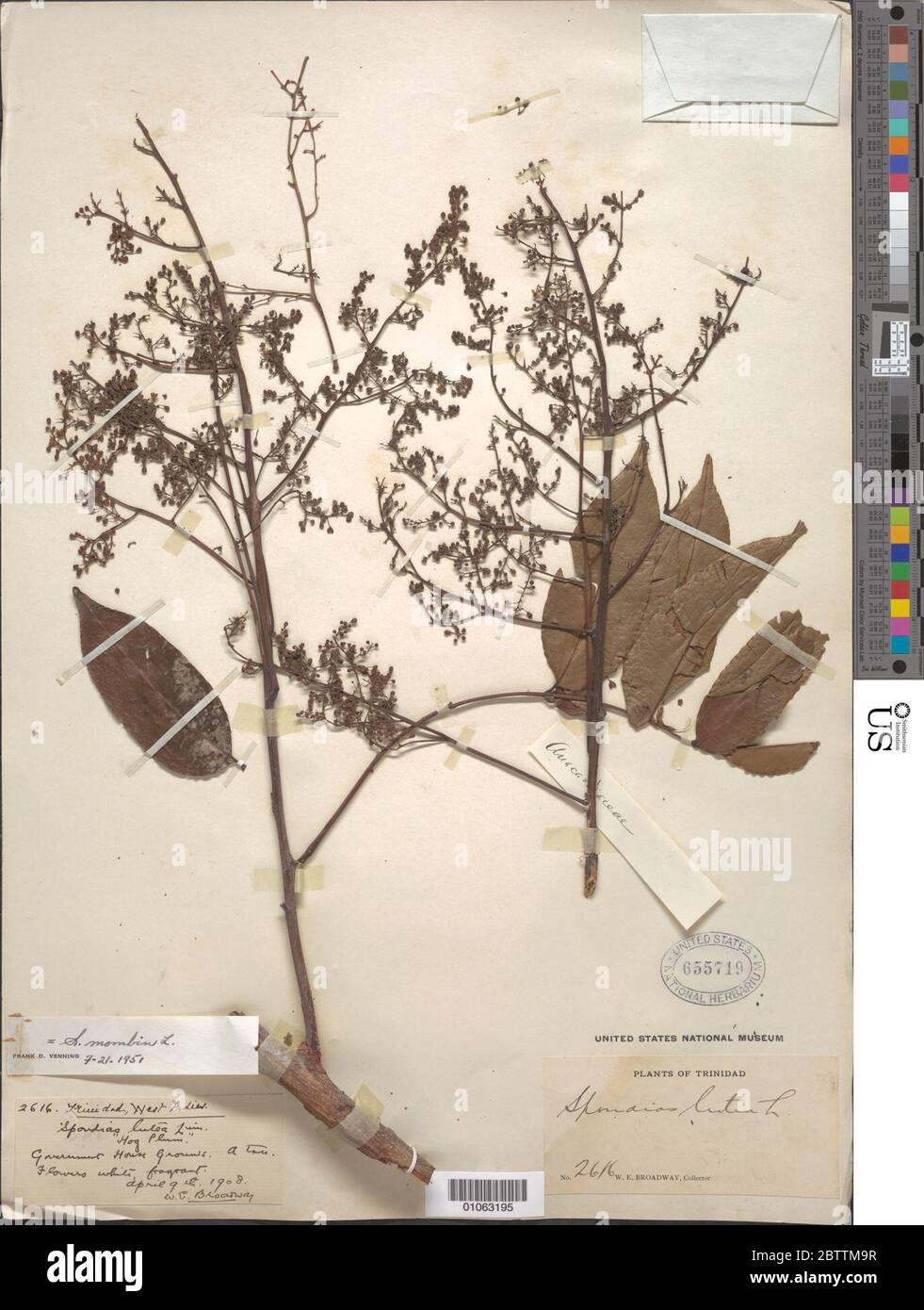 Spondias mombin l hi-res stock photography and images - Alamy