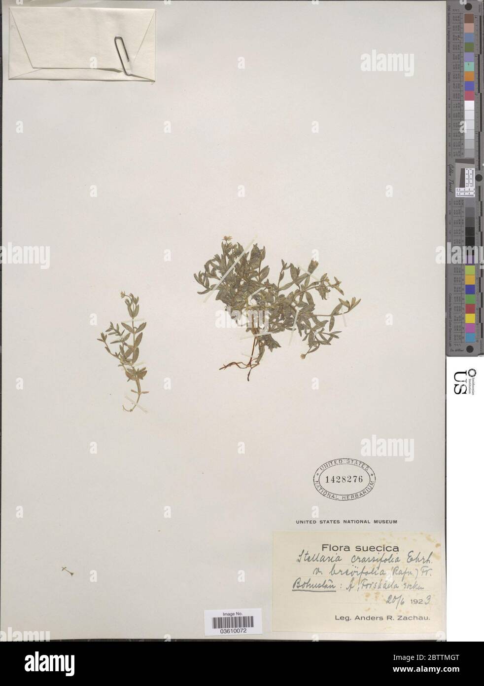 Stellaria crassifolia Ehrh Stock Photo - Alamy