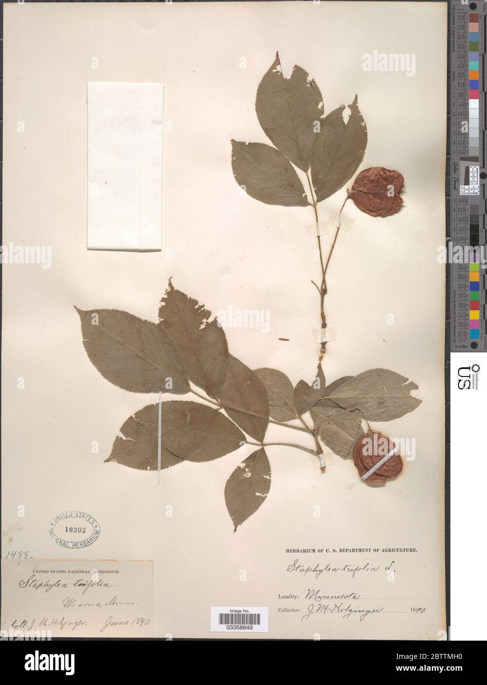 Staphylea trifolia L Stock Photo - Alamy