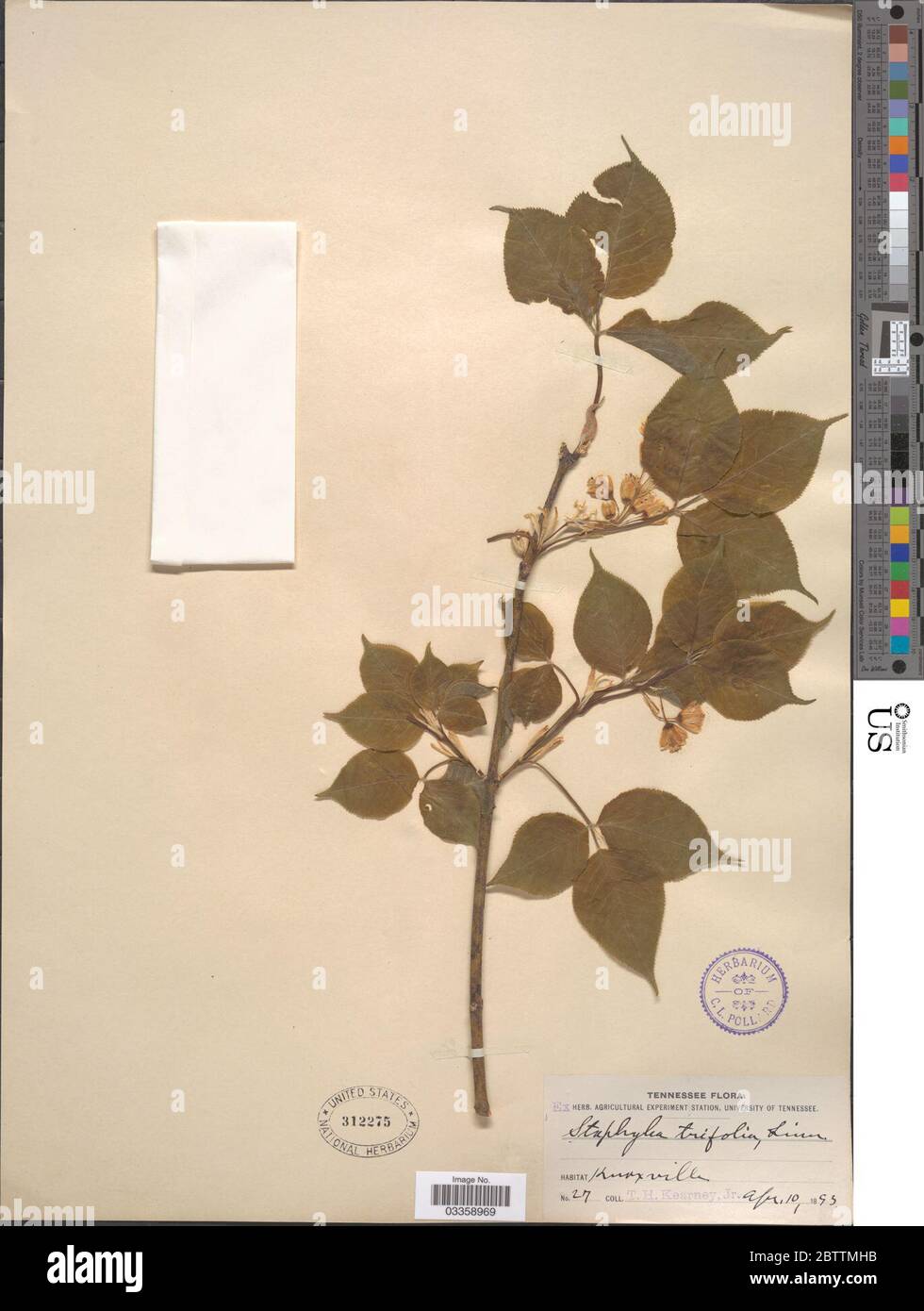 Staphylea Trifolia High Resolution Stock Photography and Images - Alamy