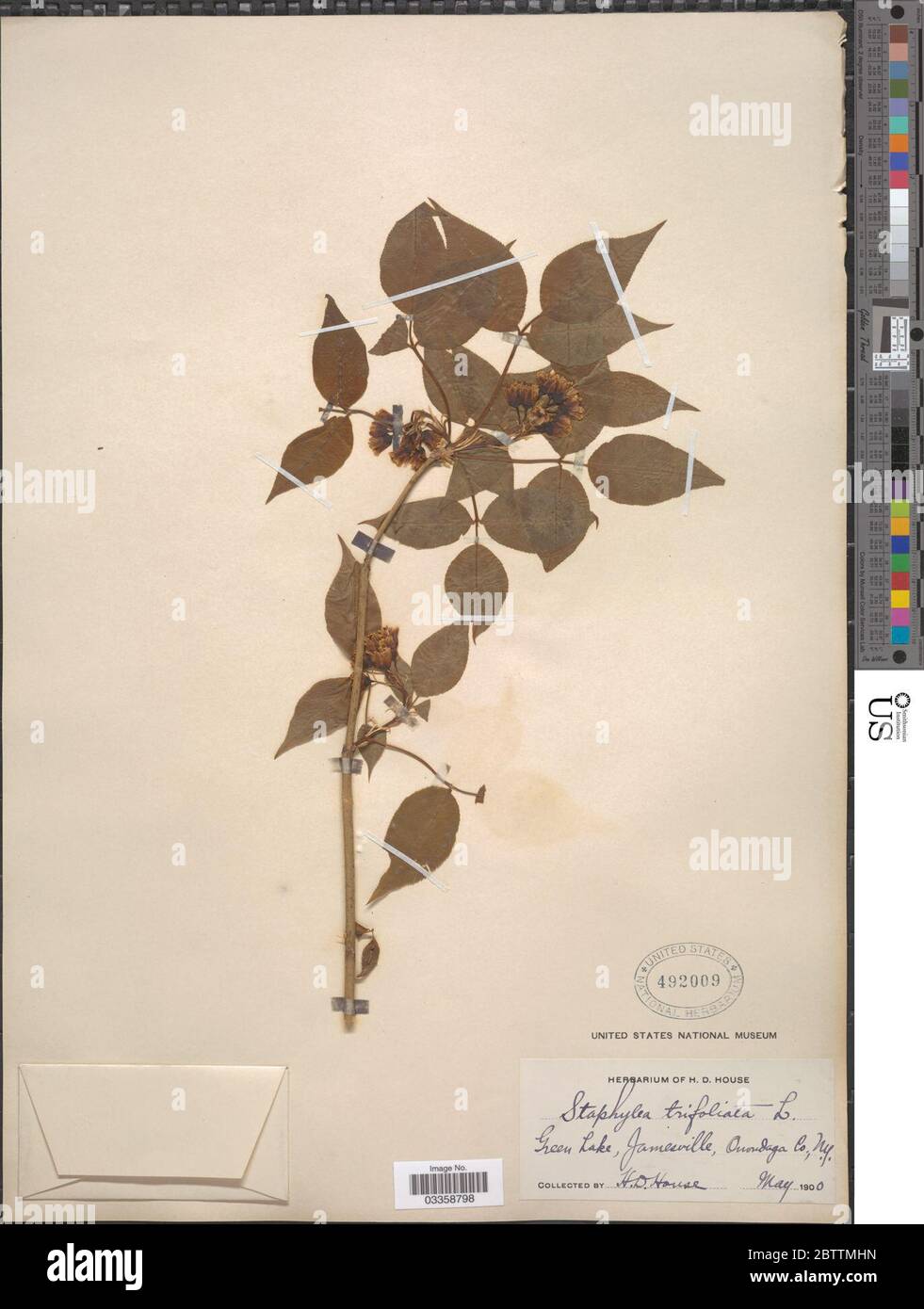 Staphylea Trifolia High Resolution Stock Photography and Images - Alamy