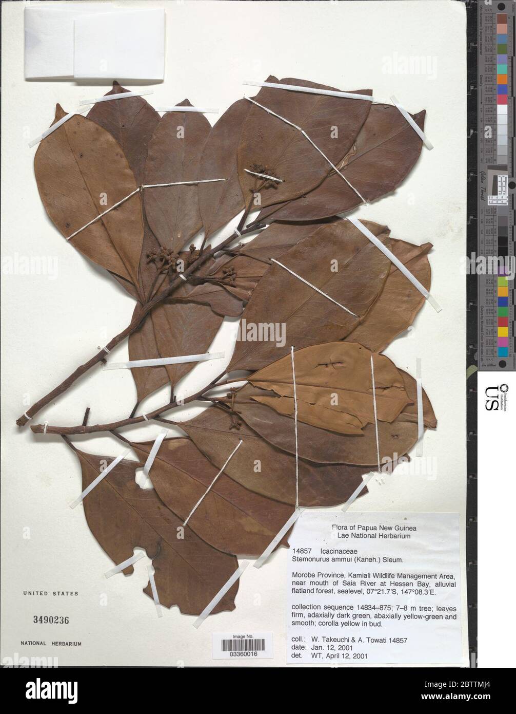 Stemonurus ammui Kaneh Sleumer Stock Photo - Alamy