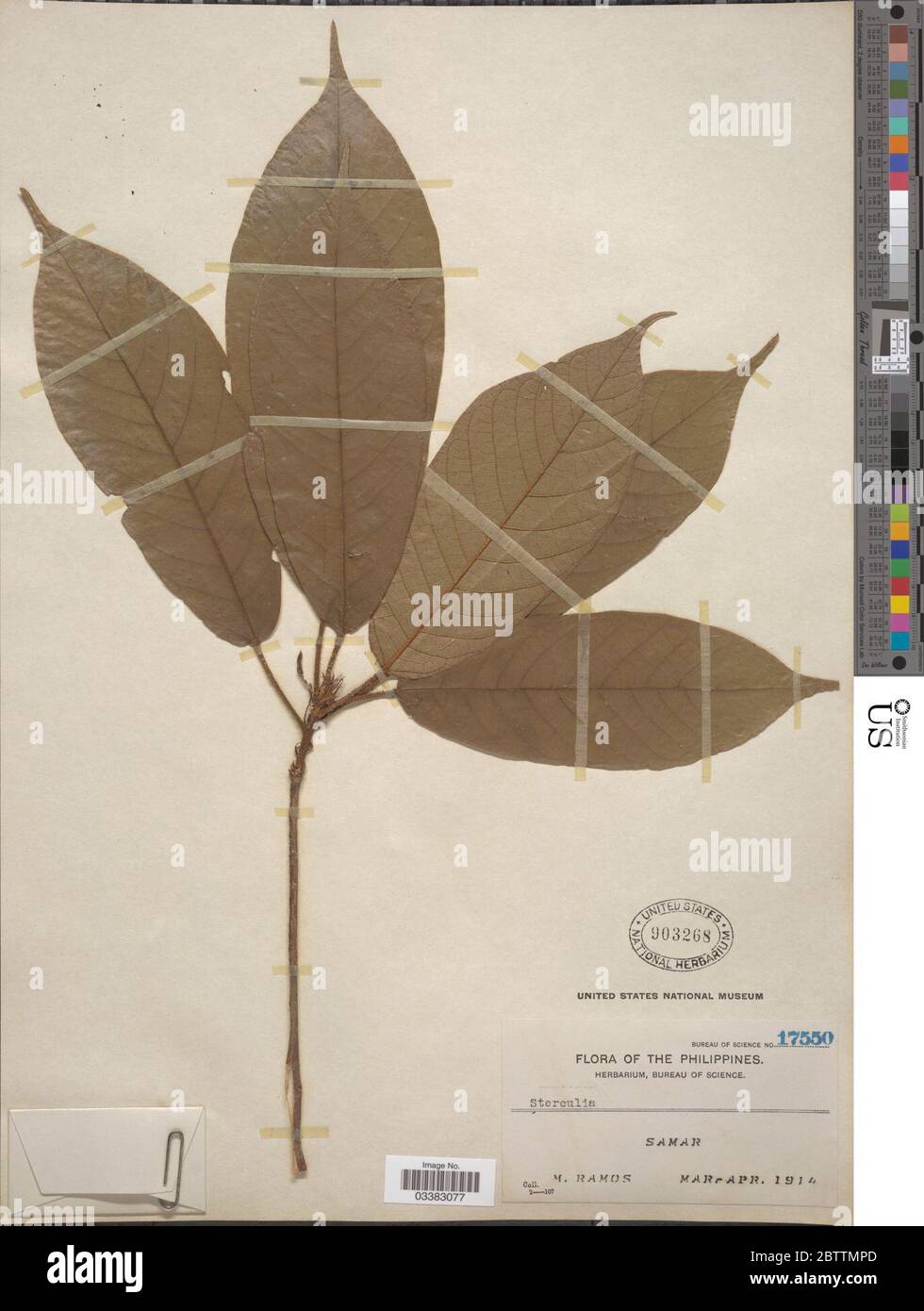 Sterculia sp hi-res stock photography and images - Alamy