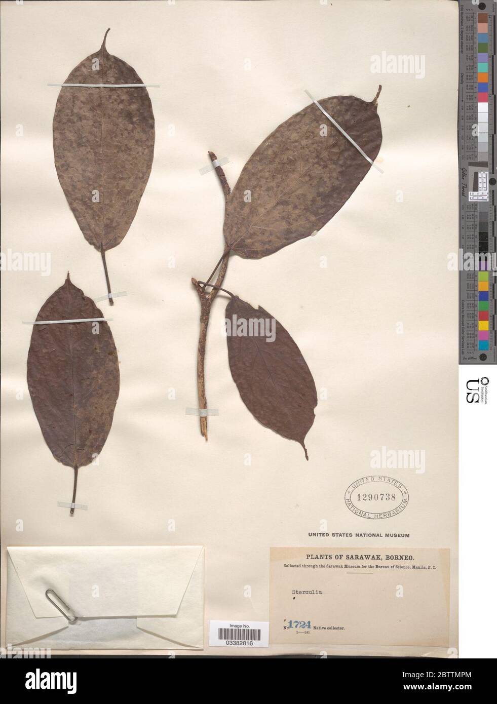 Sterculia sp hi-res stock photography and images - Alamy