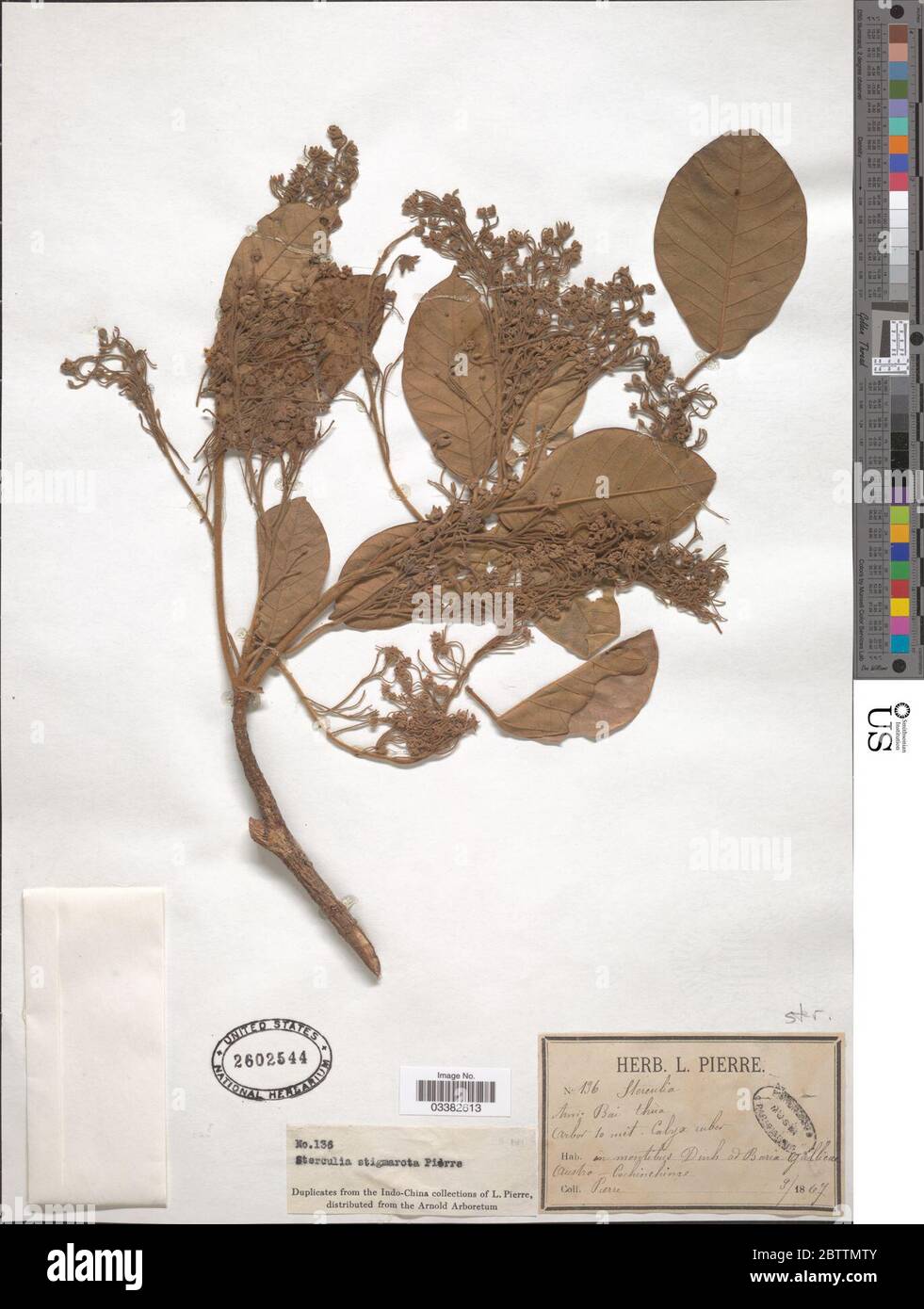 Sterculia stigmarota Pierre Stock Photo - Alamy