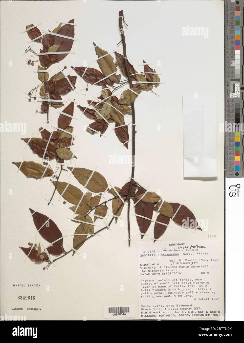 Swartzia hi-res stock photography and images - Alamy