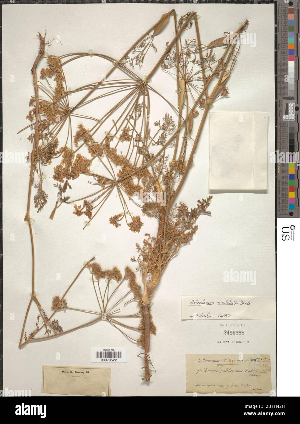 Drude hi-res stock photography and images - Alamy