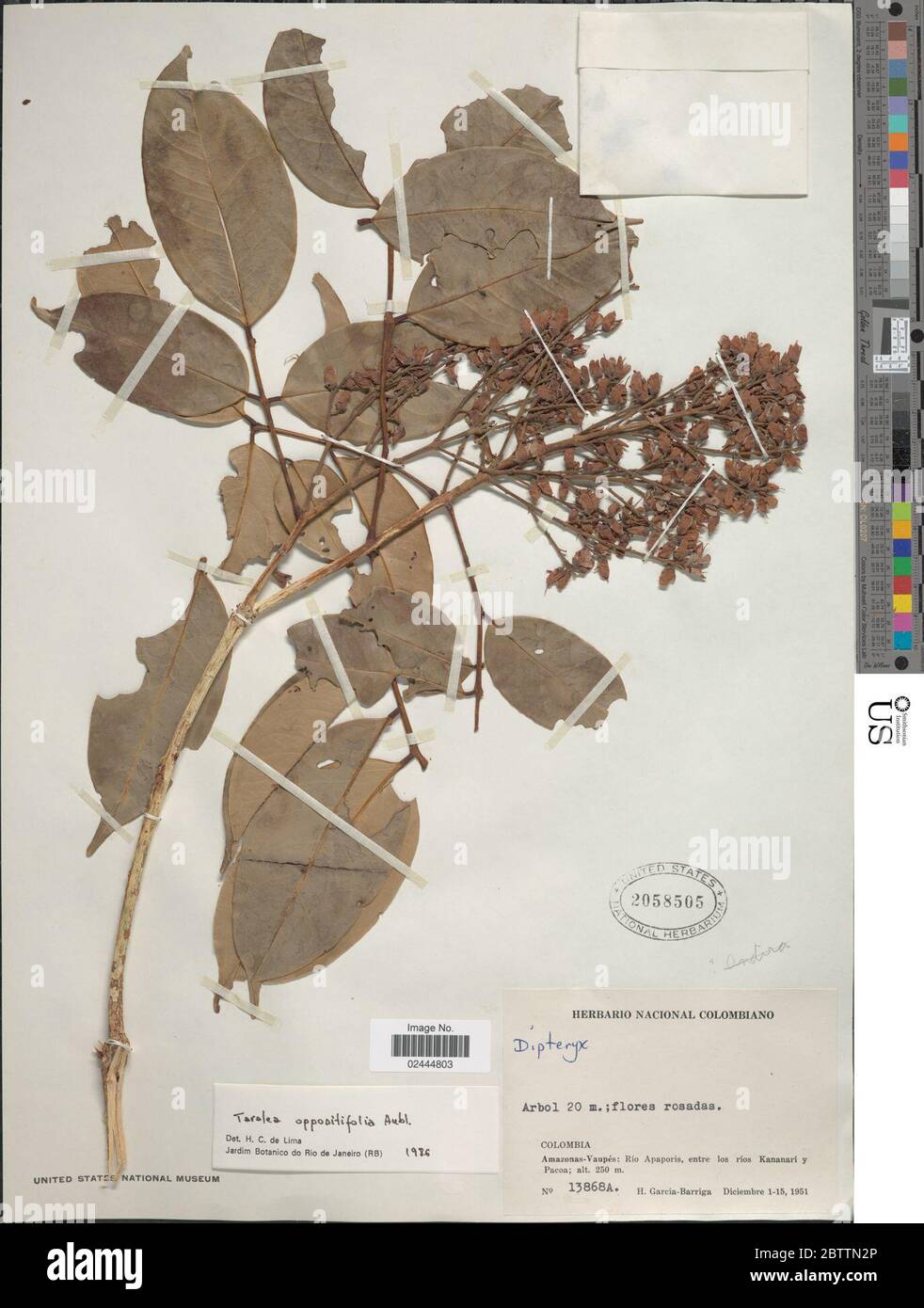 Taralea hi-res stock photography and images - Alamy