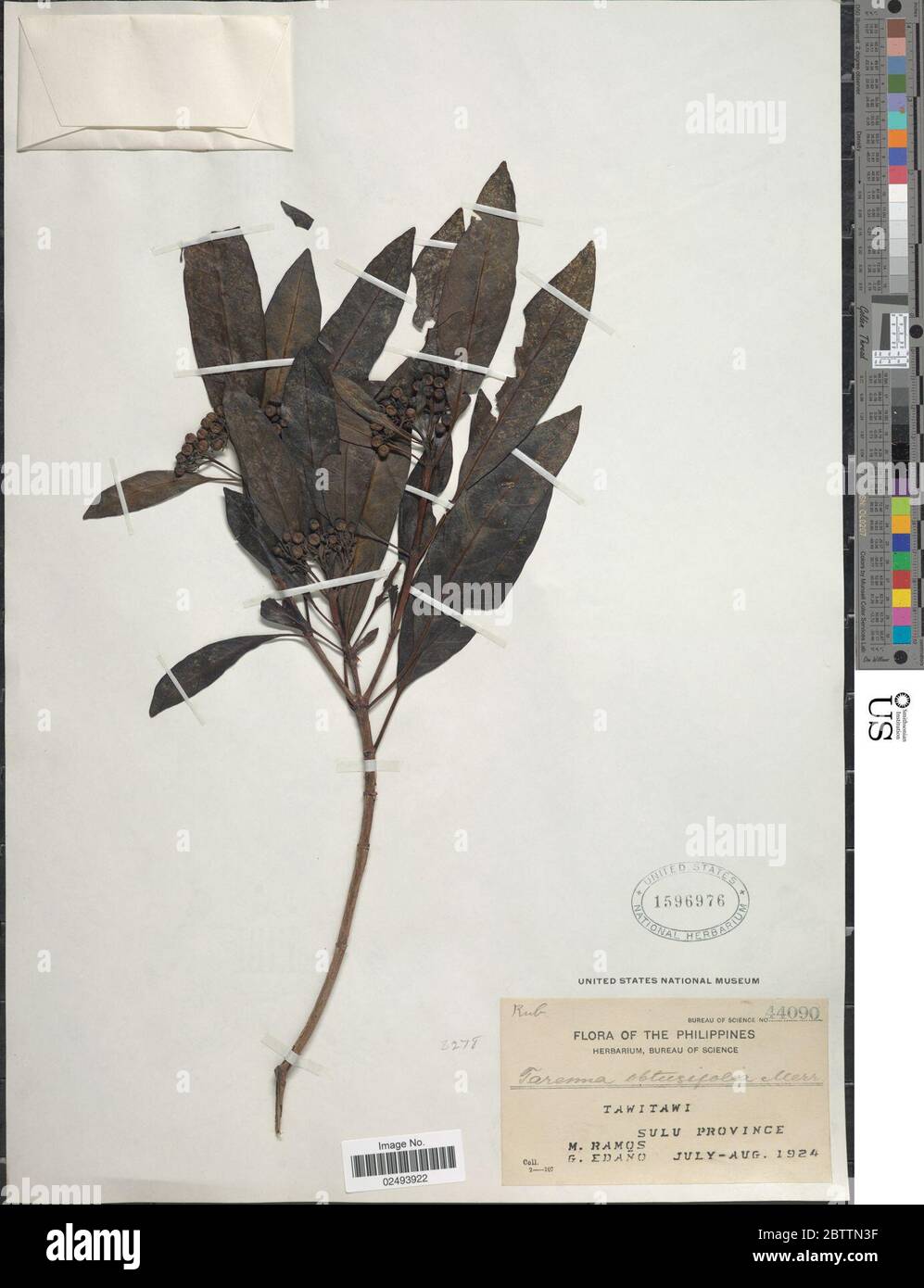 Tarenna hi-res stock photography and images - Alamy