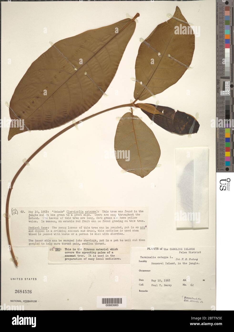 Terminalia catappa L Stock Photo - Alamy