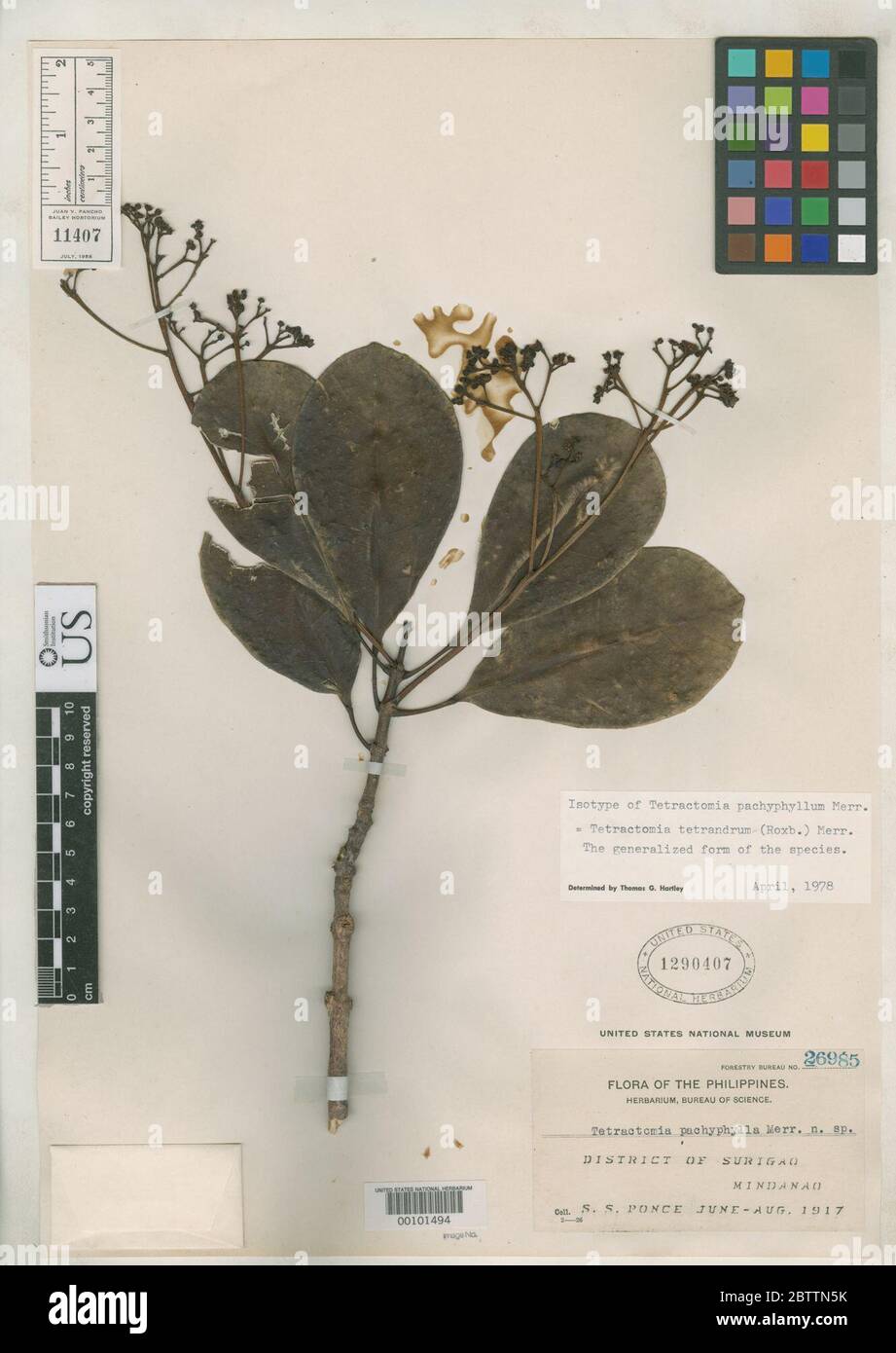 Pachyphylla hi-res stock photography and images - Alamy