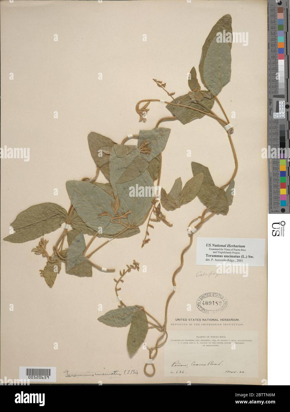 Teramnus uncinatus L Sw Stock Photo - Alamy