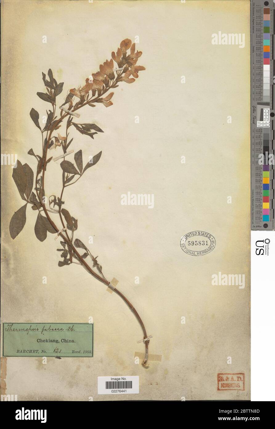 Fabacea hi-res stock photography and images - Alamy