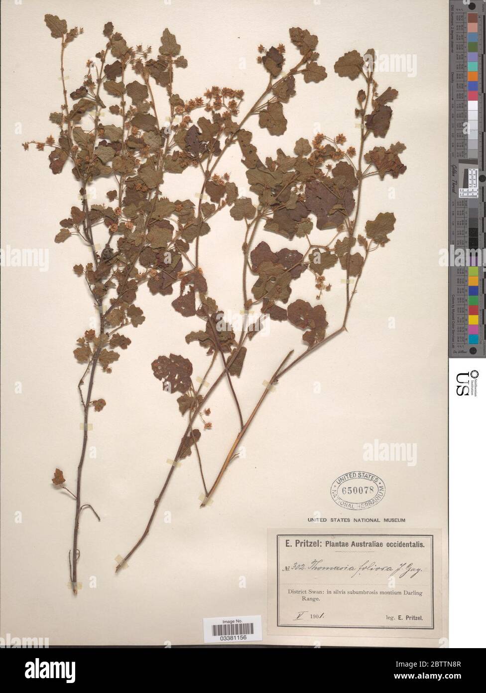 Thomasia foliosa J Gay Stock Photo - Alamy