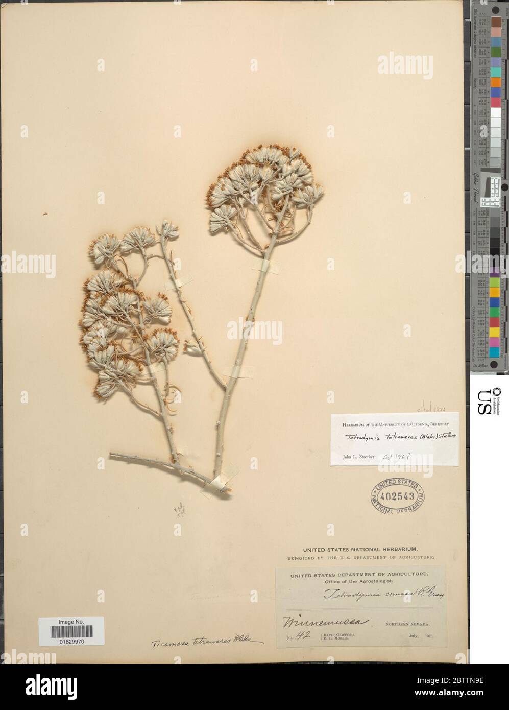 Tetrameres hi-res stock photography and images - Alamy