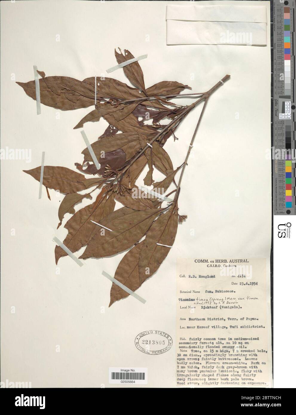 Timonius timon hi-res stock photography and images - Alamy