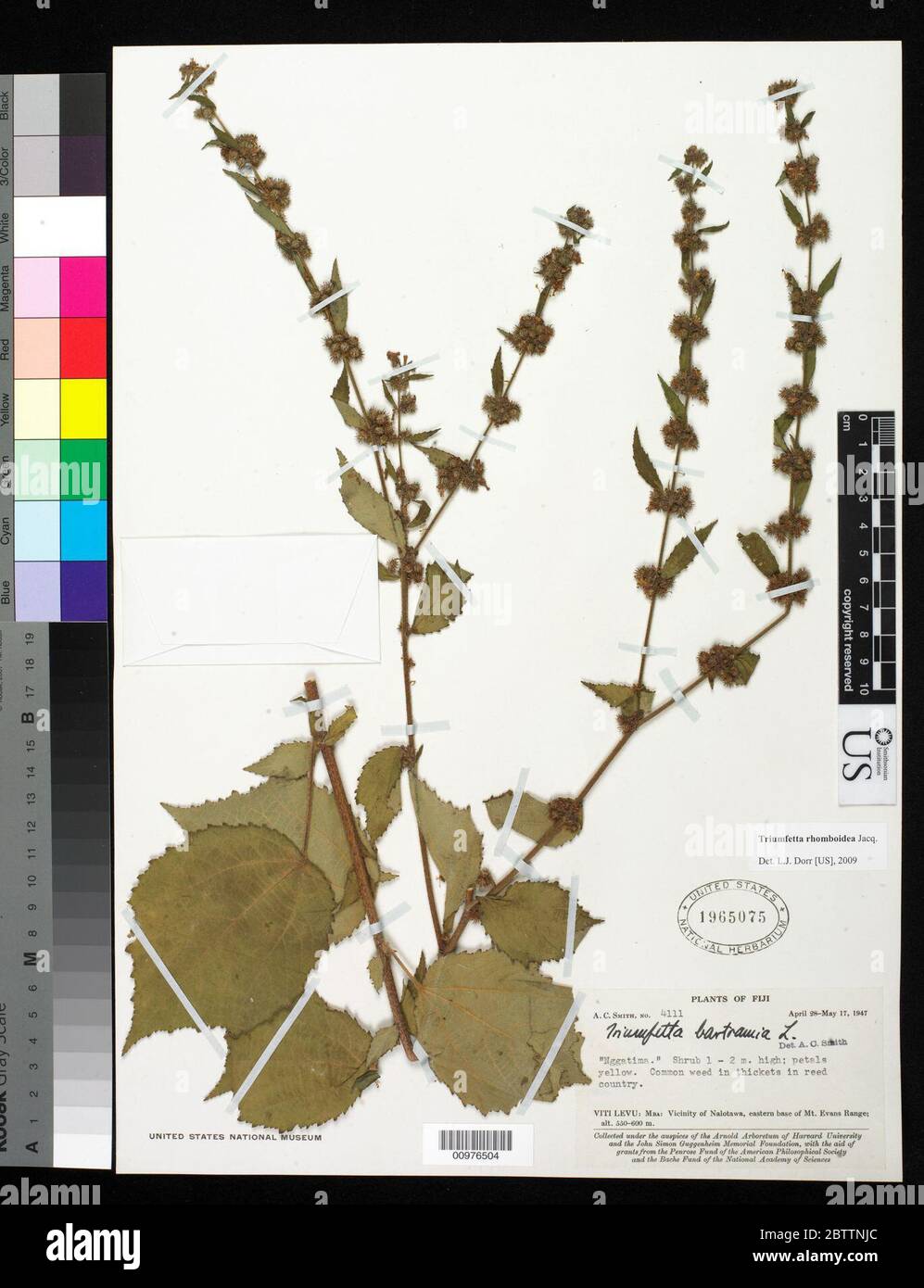 Triumfetta hi-res stock photography and images - Alamy