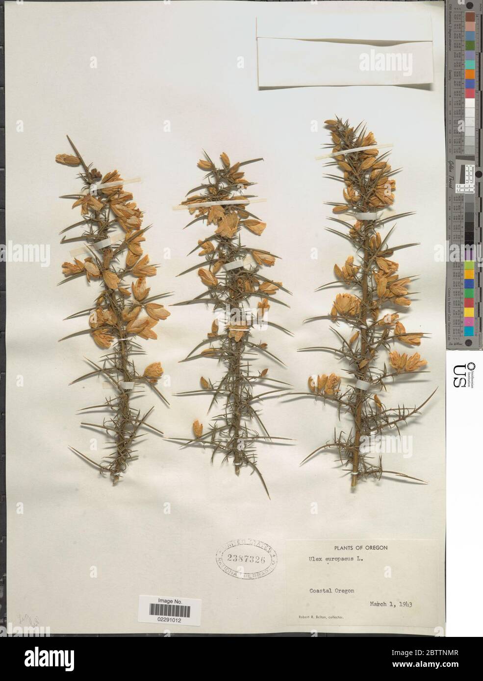 Ulex sp hi-res stock photography and images - Alamy