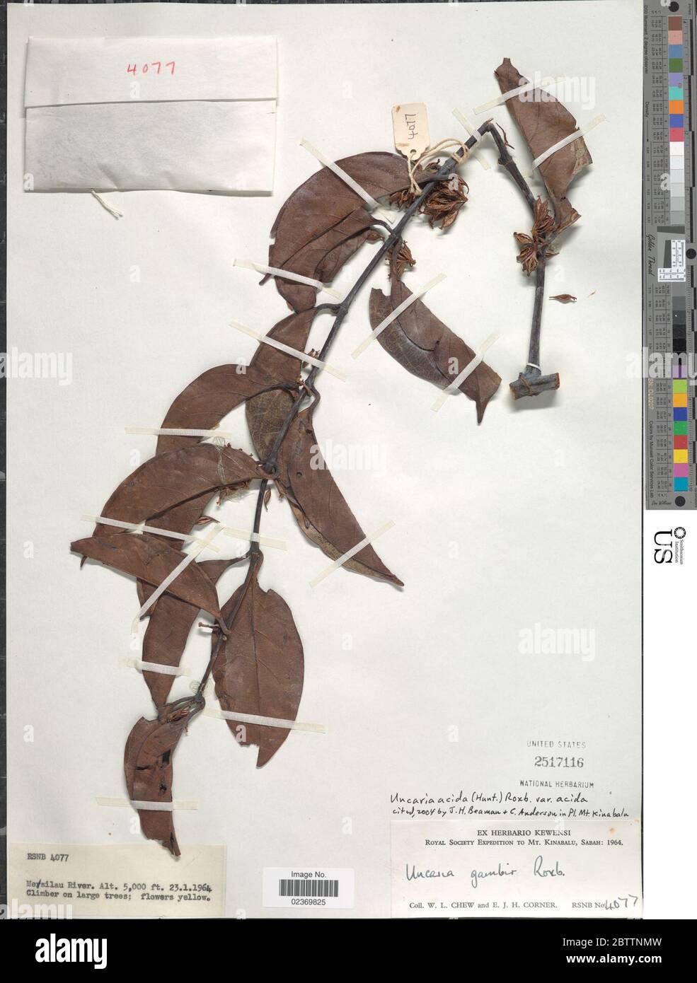 Uncaria acida Roxb Stock Photo - Alamy