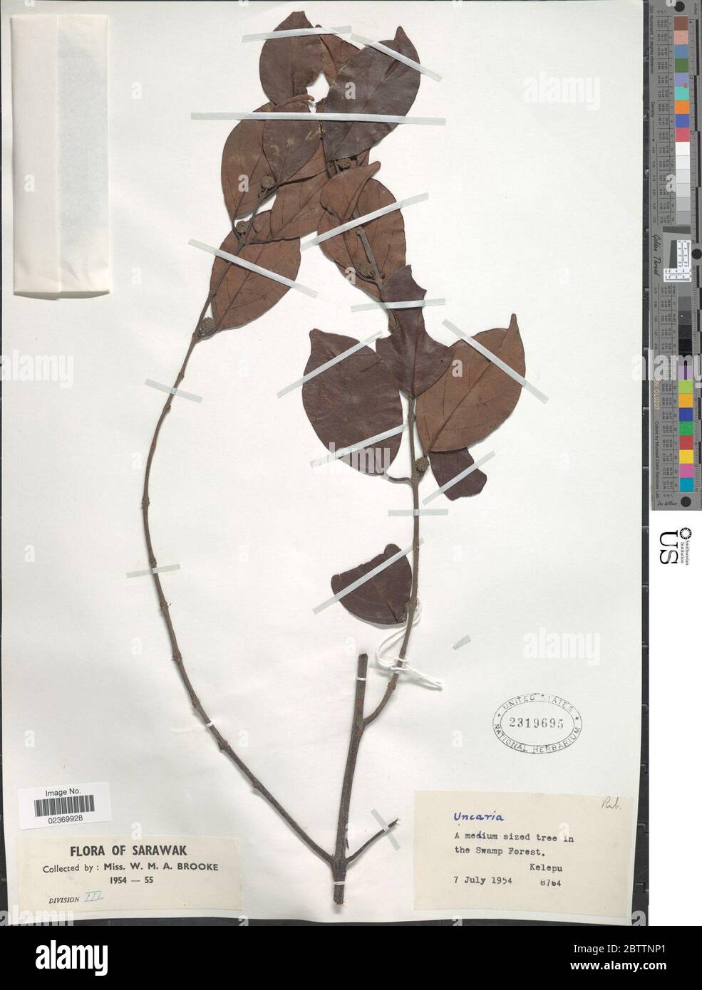 Uncaria hi-res stock photography and images - Alamy