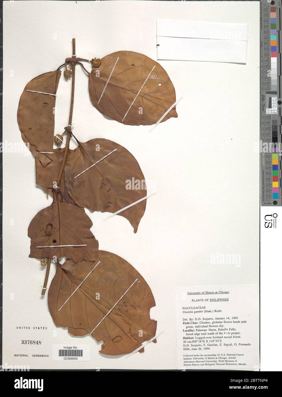 Gambir hi-res stock photography and images - Alamy