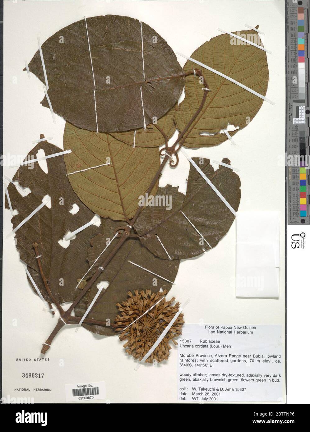 Uncaria cordata hi-res stock photography and images - Alamy