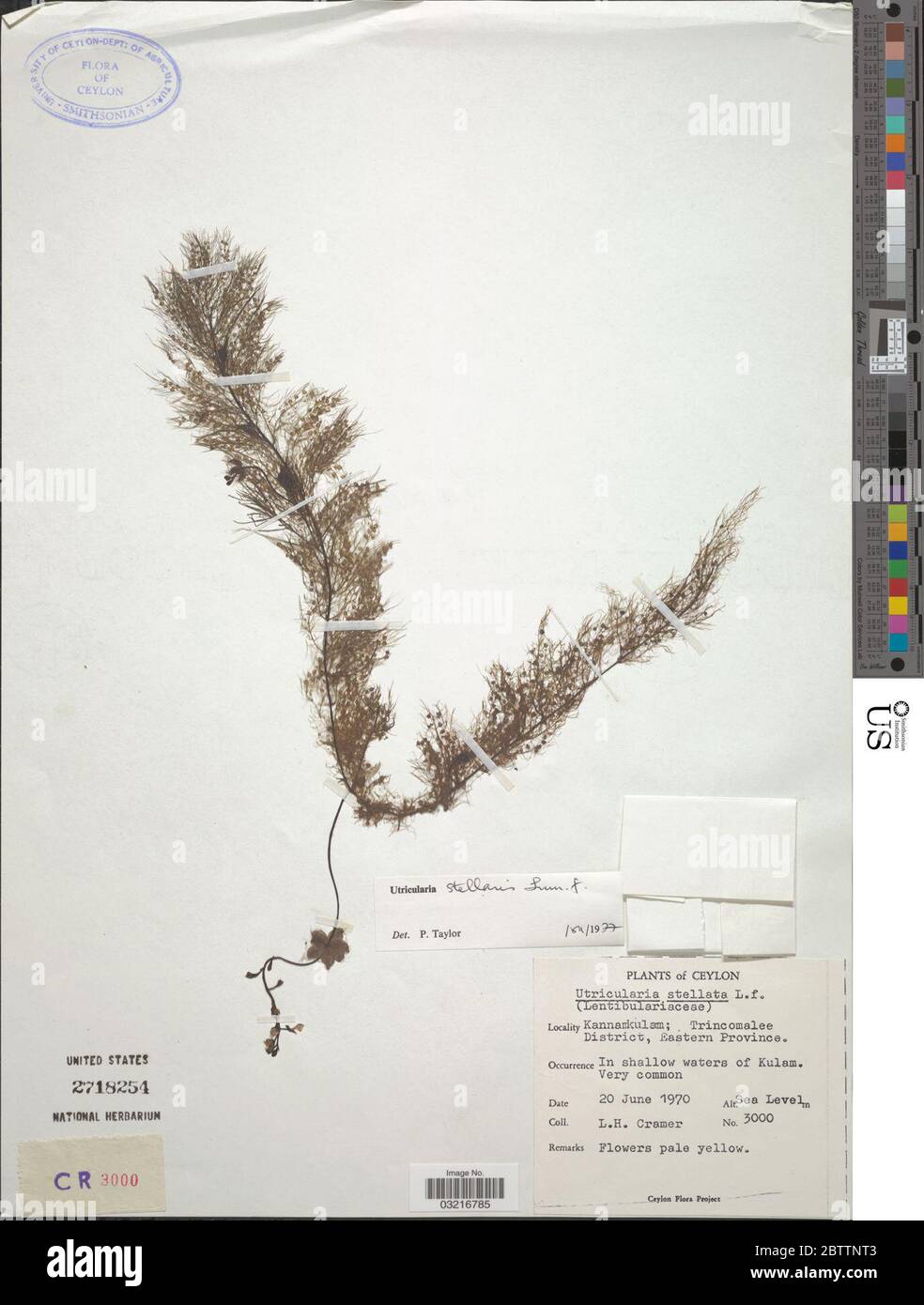 Utricularia inflexa Forssk Stock Photo - Alamy