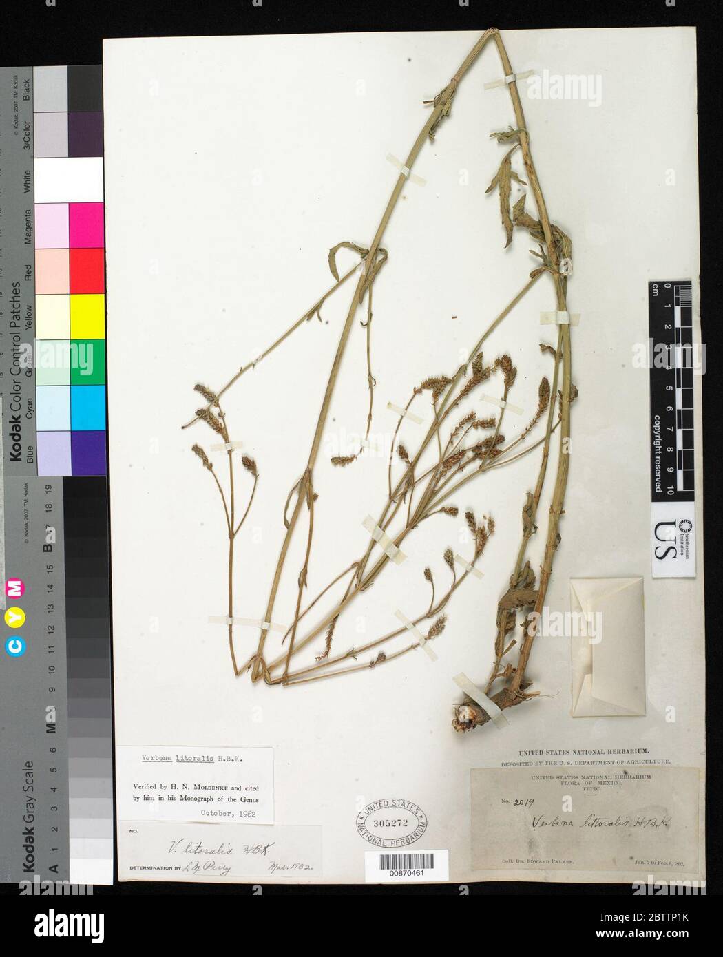 Litoralis hi-res stock photography and images - Alamy