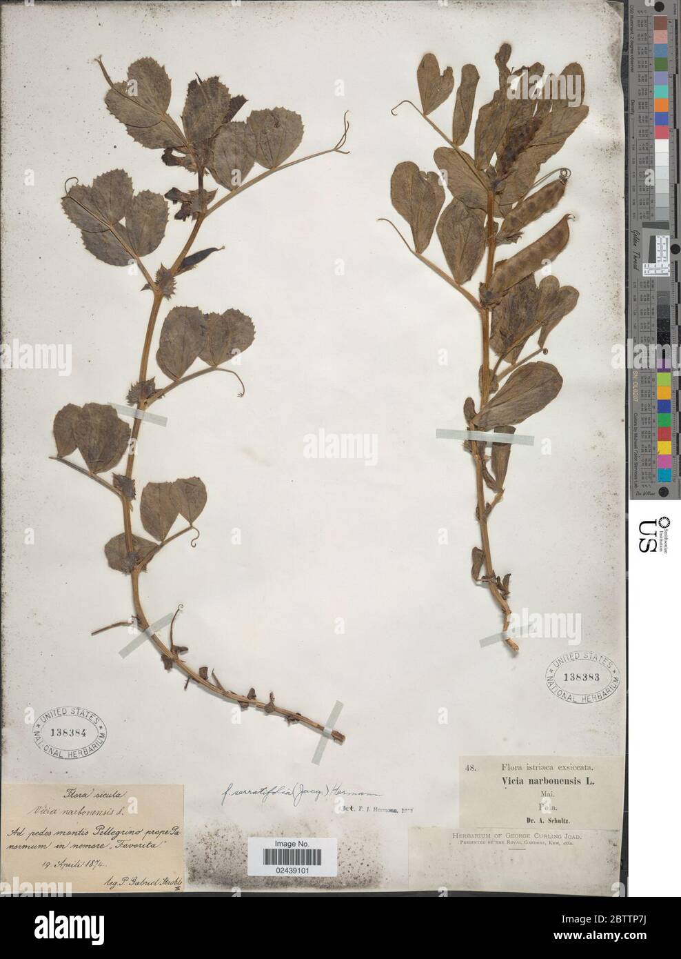 Vicia narbonensis vicia narbonensis hi-res stock photography and images ...