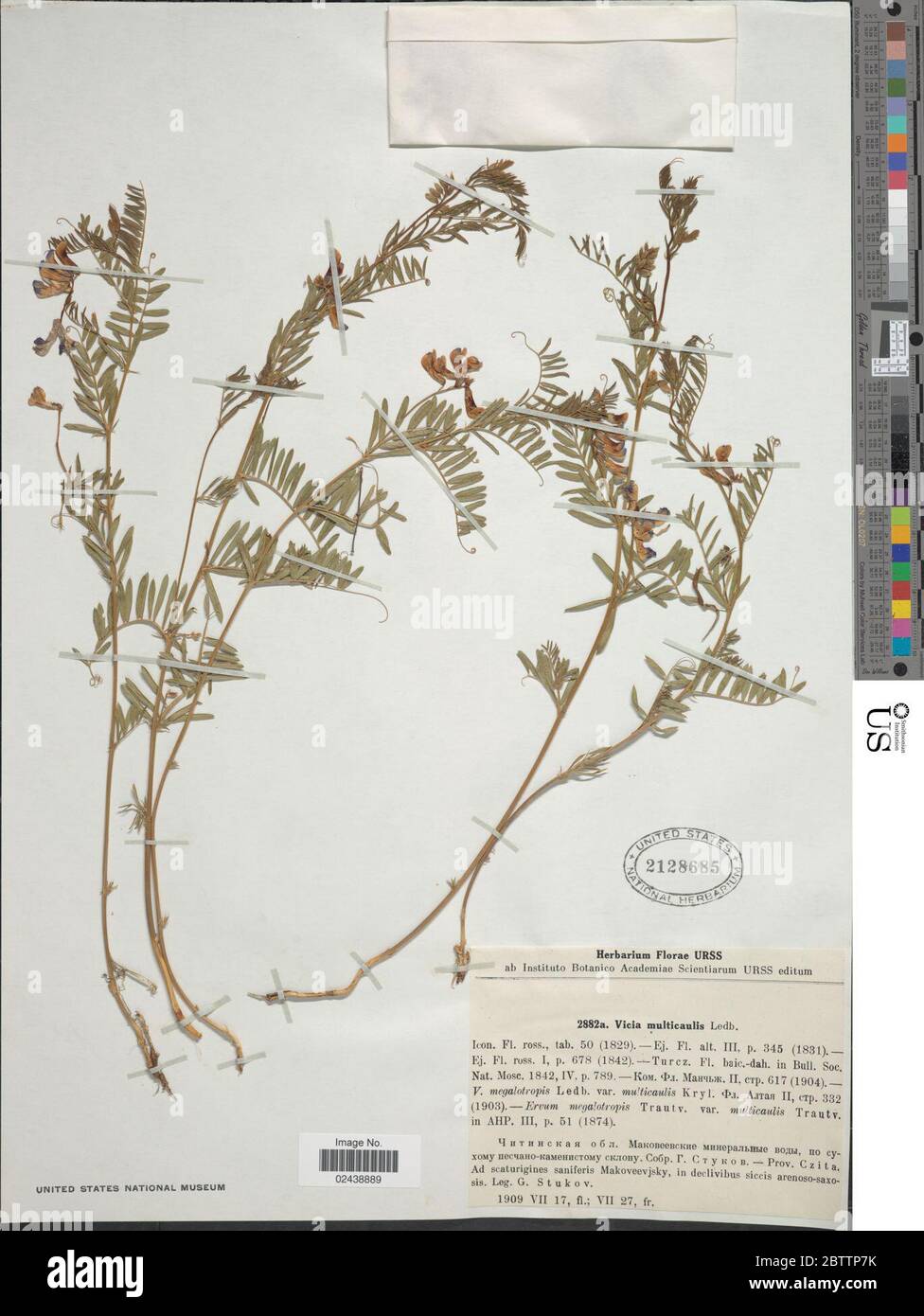 Multicaulis hi-res stock photography and images - Alamy