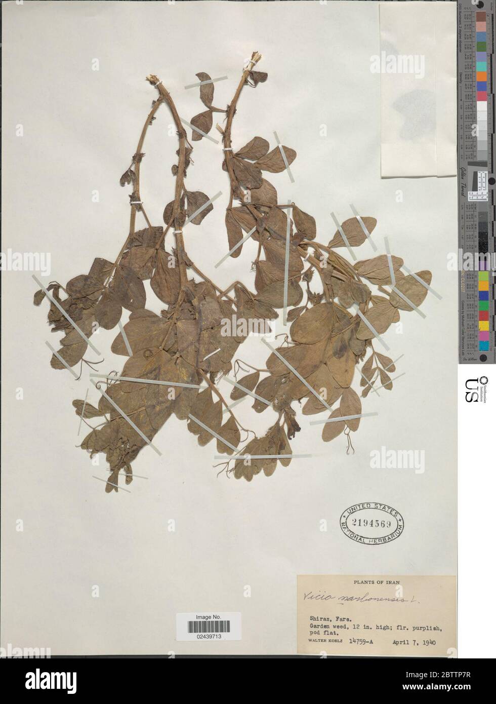 Vicia narbonensis vicia narbonensis hi-res stock photography and images ...