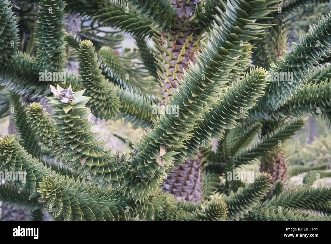 Araucarian Araucana, native tree in Chile Stock Photo - Alamy