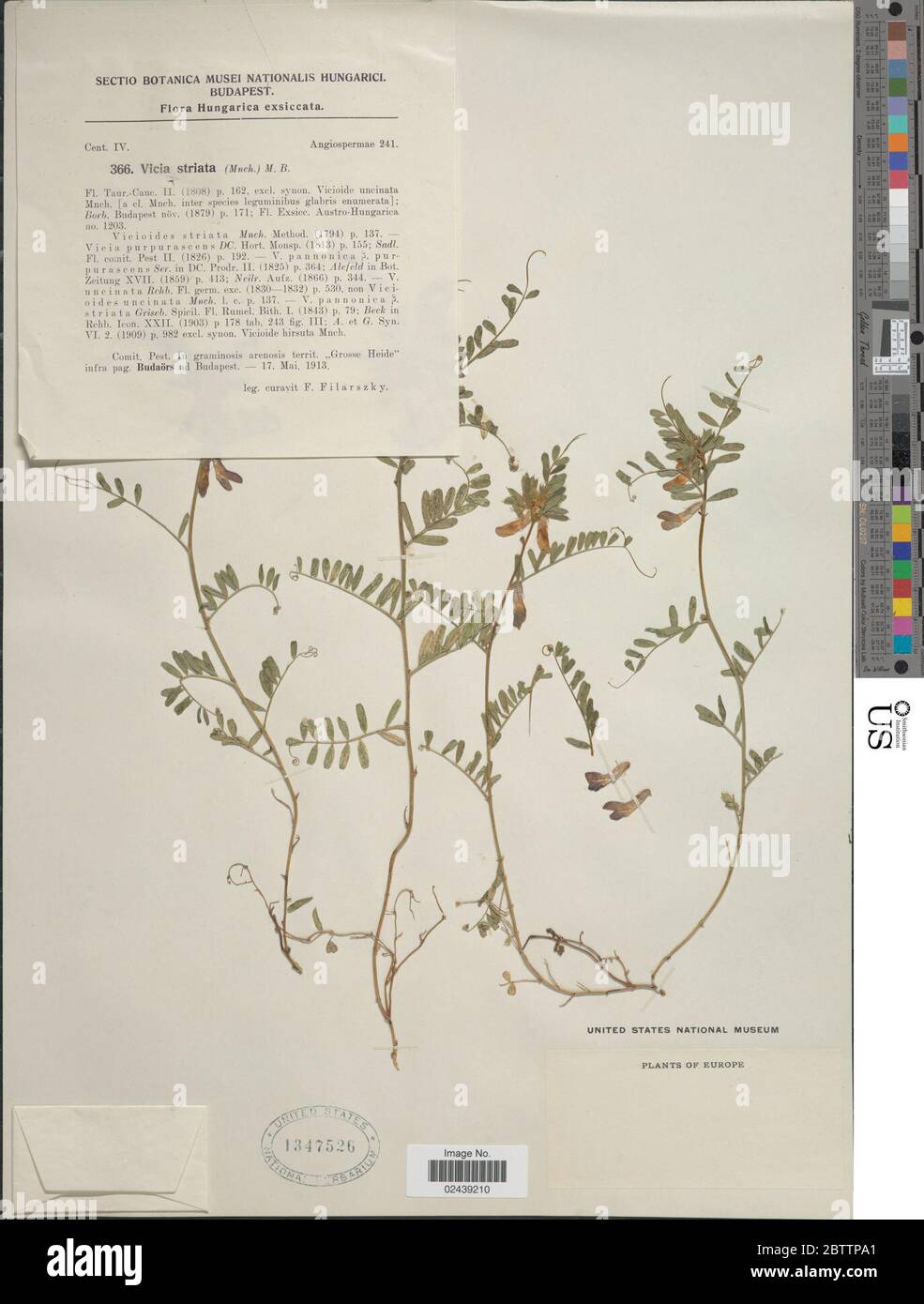 M striata hi-res stock photography and images - Alamy