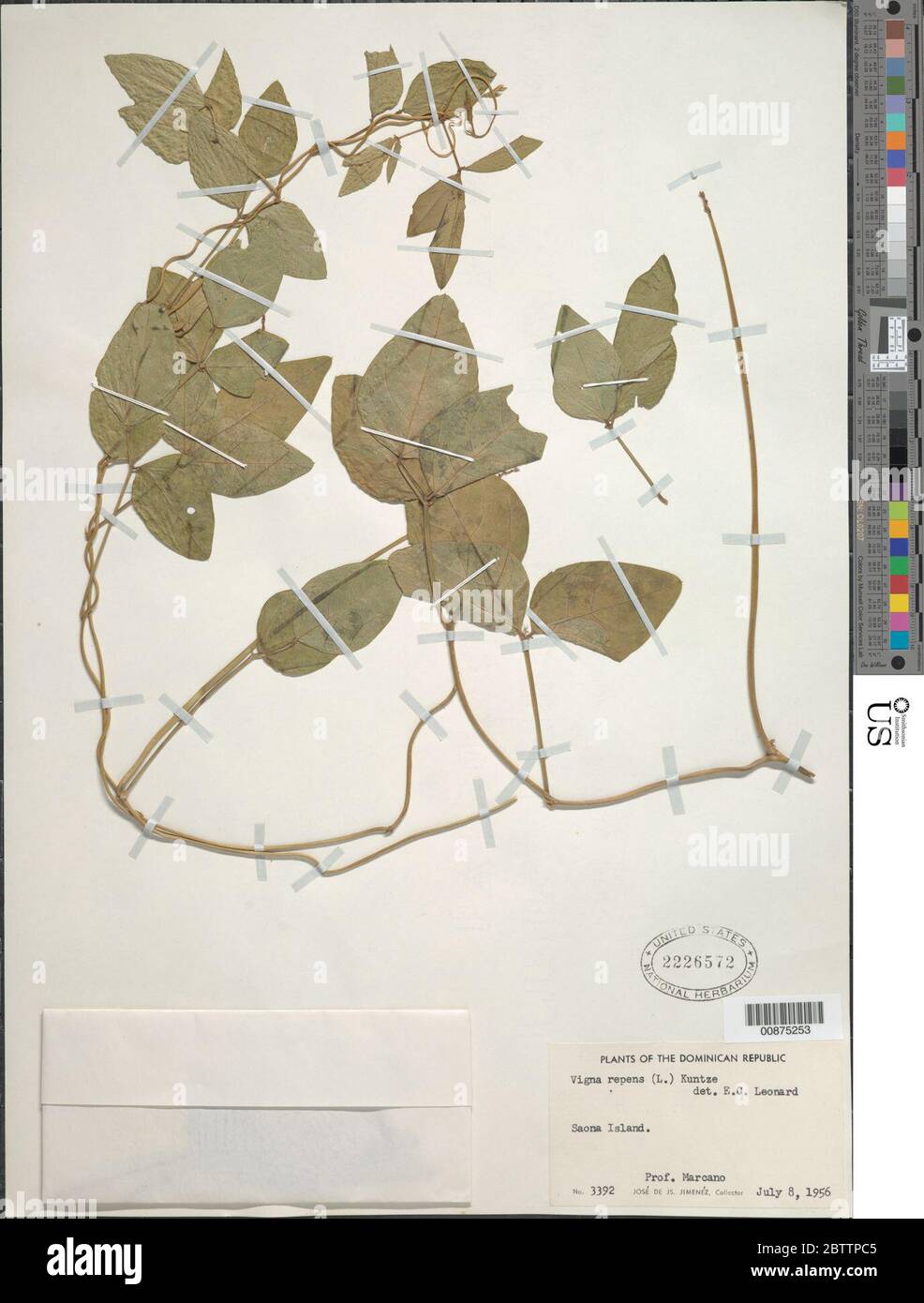 Vigna luteola hi-res stock photography and images - Alamy