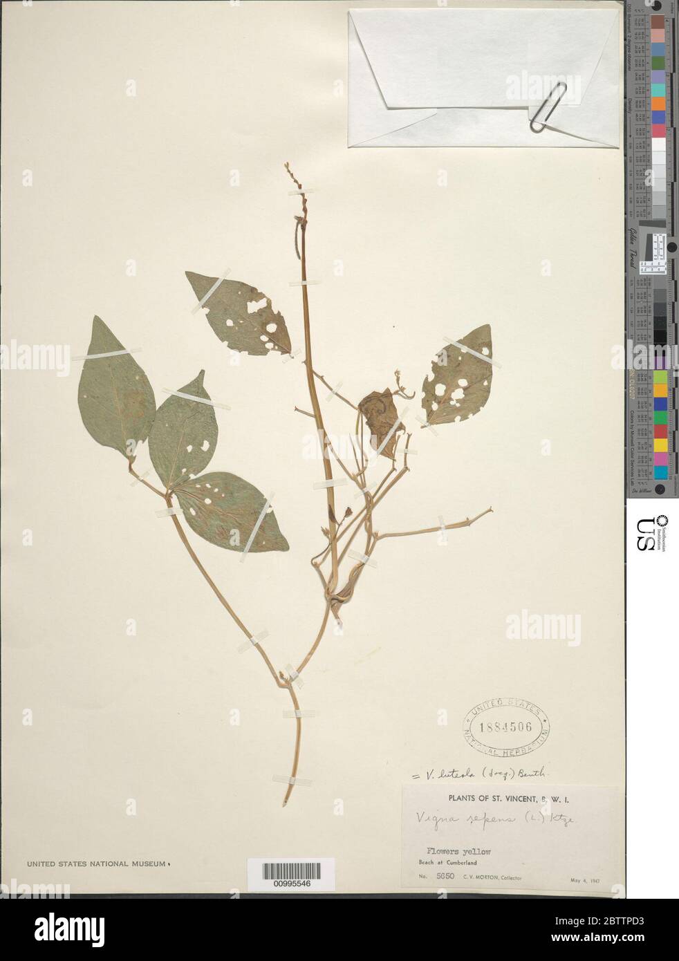 Vigna luteola hi-res stock photography and images - Alamy