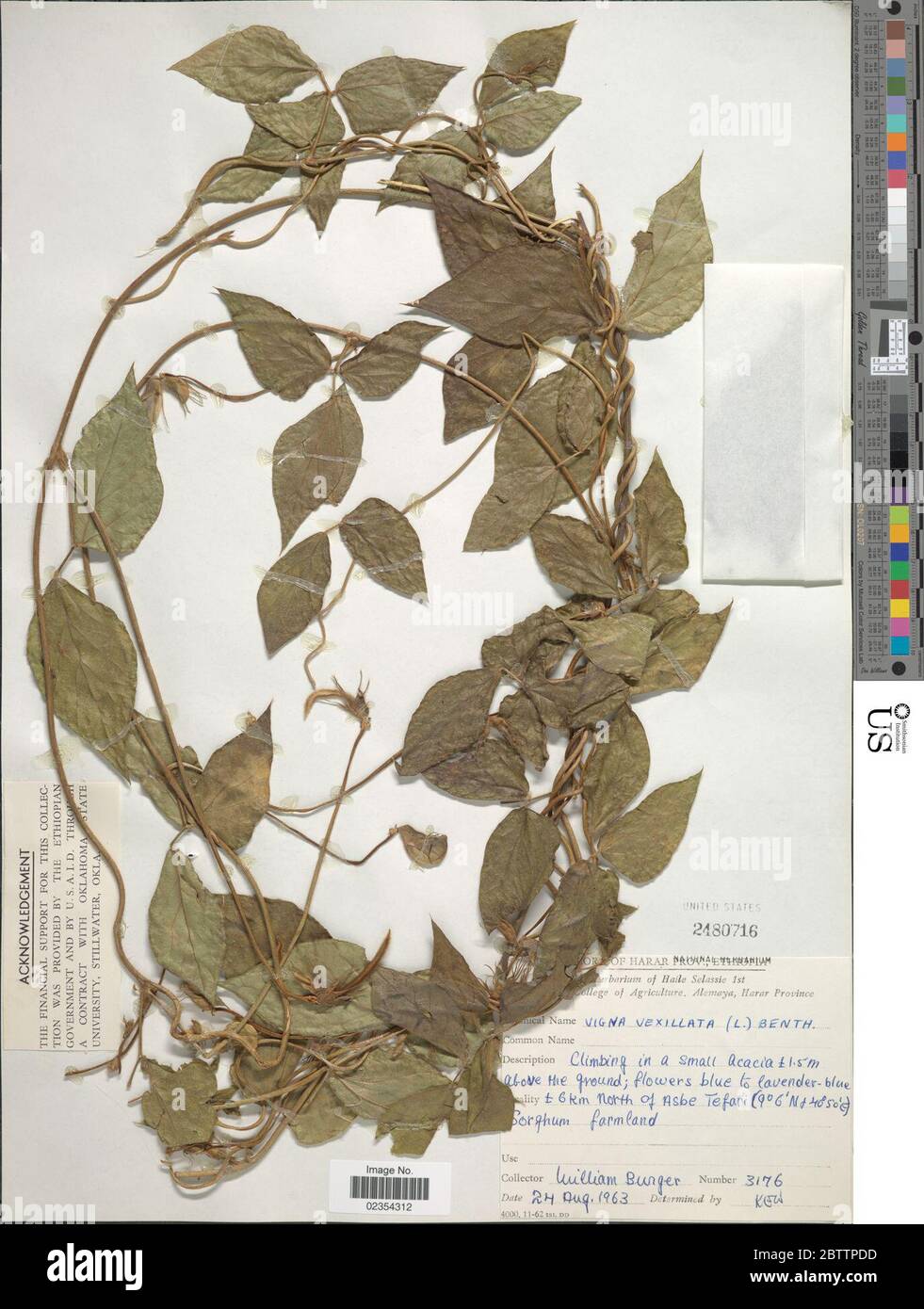 Vigna vexillata hi-res stock photography and images - Alamy