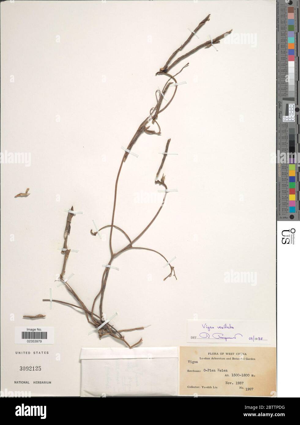 Vigna vexillata hi-res stock photography and images - Alamy