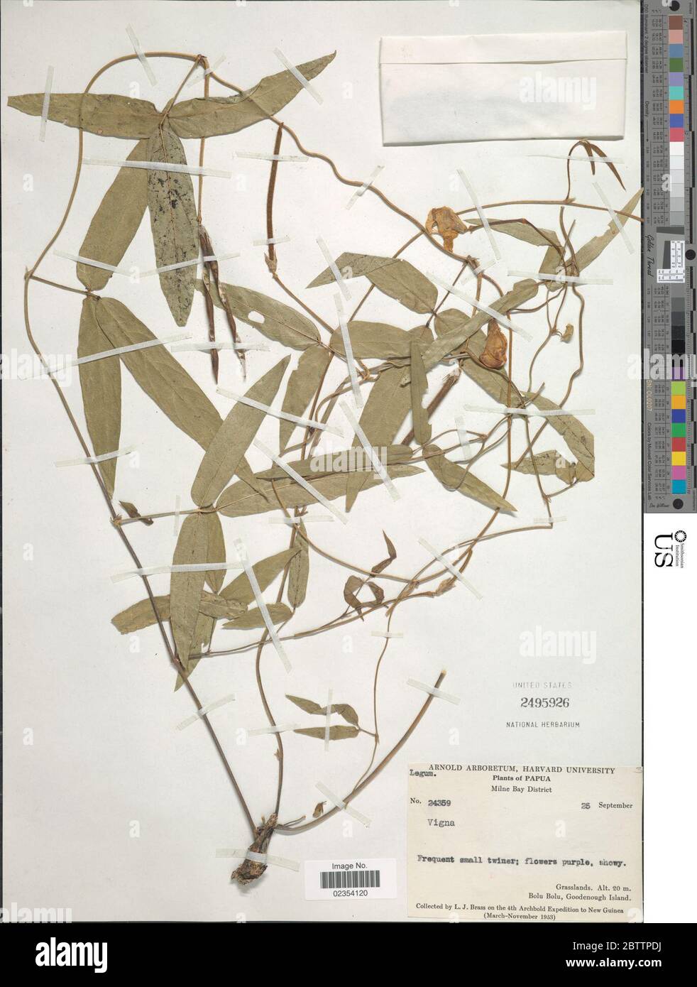 Vigna sp hi-res stock photography and images - Alamy