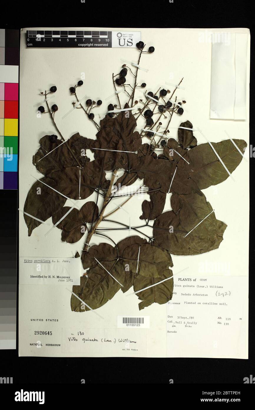 Vitex genus hi-res stock photography and images - Alamy