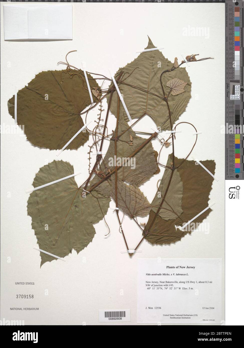 V labrusca hi-res stock photography and images - Alamy