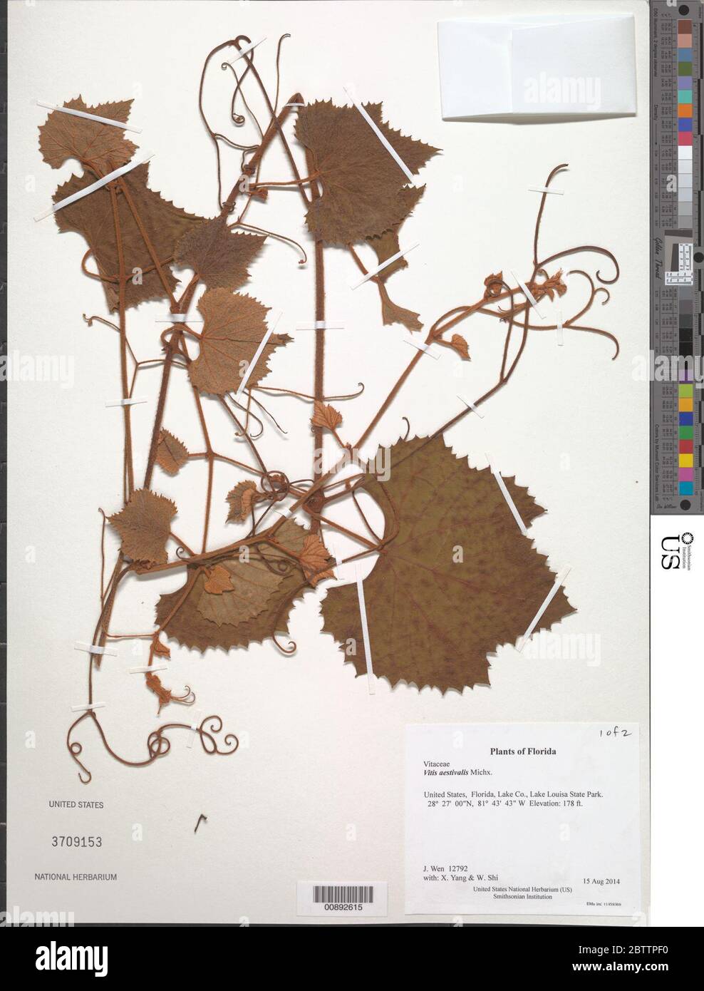 Botany vitis aestivalis hi-res stock photography and images - Alamy